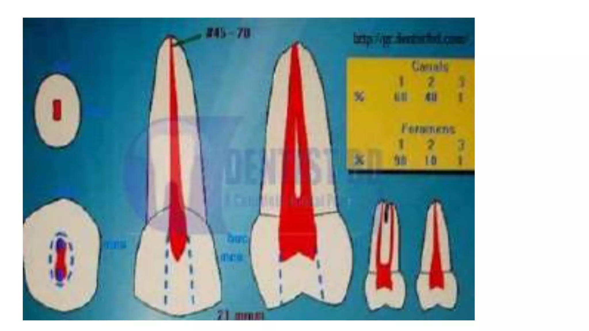Internal anatomy of each tooth | PPTX