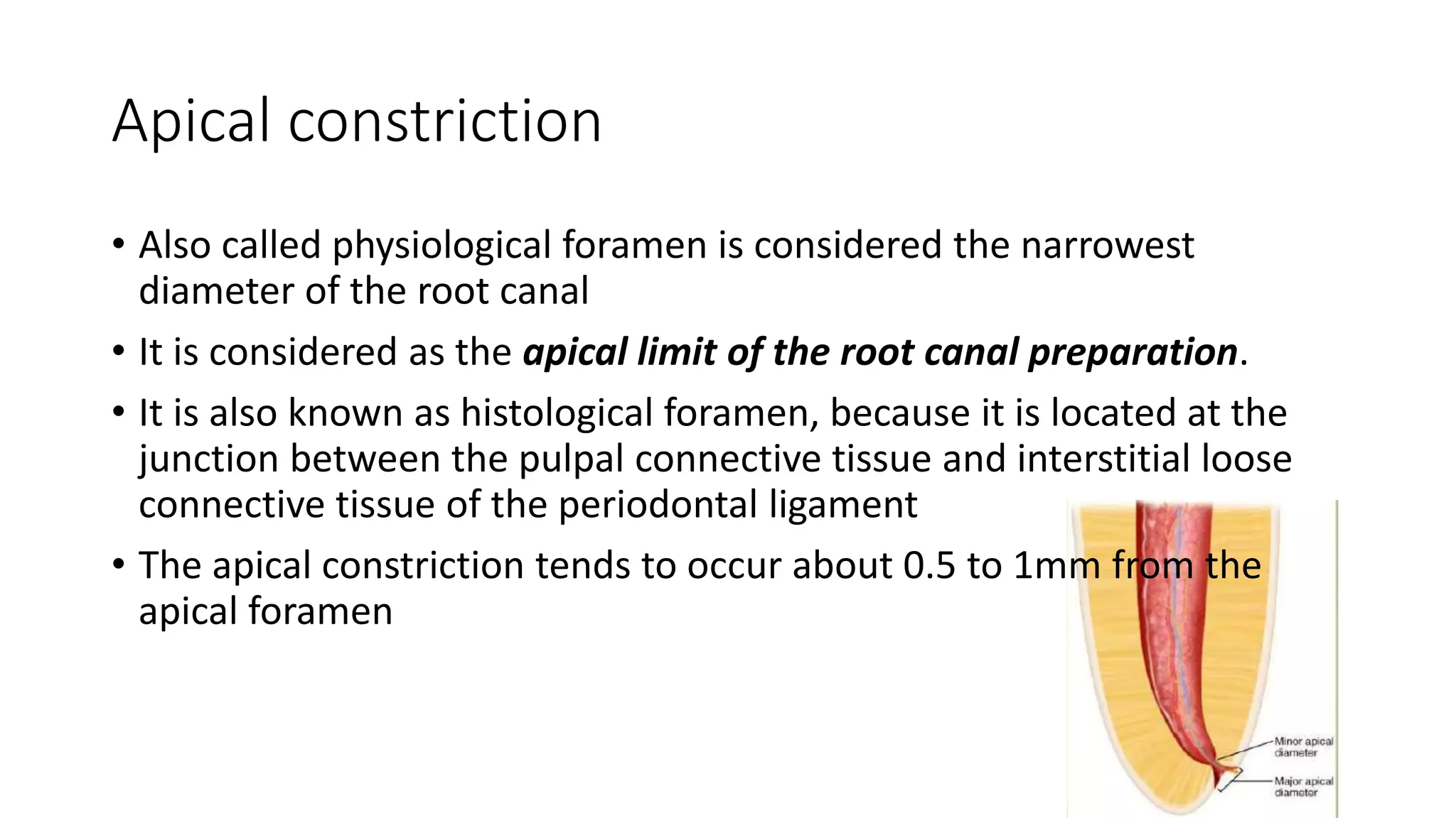Internal anatomy of each tooth | PPTX