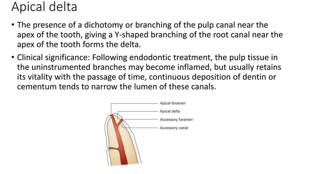Internal anatomy of each tooth | PPTX | Dental Health | Diseases and ...