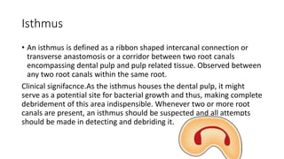 Internal anatomy of each tooth | PPTX
