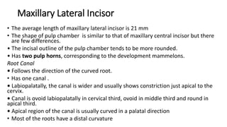 Internal anatomy of each tooth | PPTX