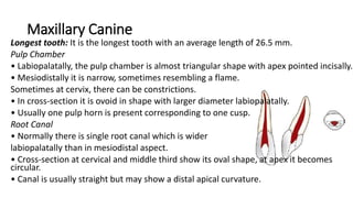 Internal anatomy of each tooth | PPTX