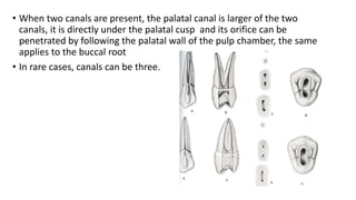 Internal anatomy of each tooth | PPTX