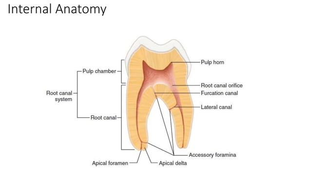 Internal anatomy of each tooth | PPTX | Dental Health | Diseases and ...