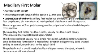 Internal anatomy of each tooth | PPTX