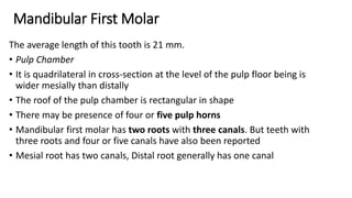 Internal anatomy of each tooth | PPTX