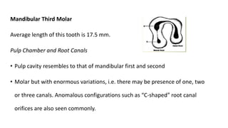 Internal anatomy of each tooth | PPTX