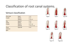 Internal anatomy of each tooth | PPTX