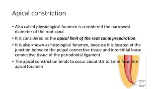 Internal anatomy of each tooth | PPTX
