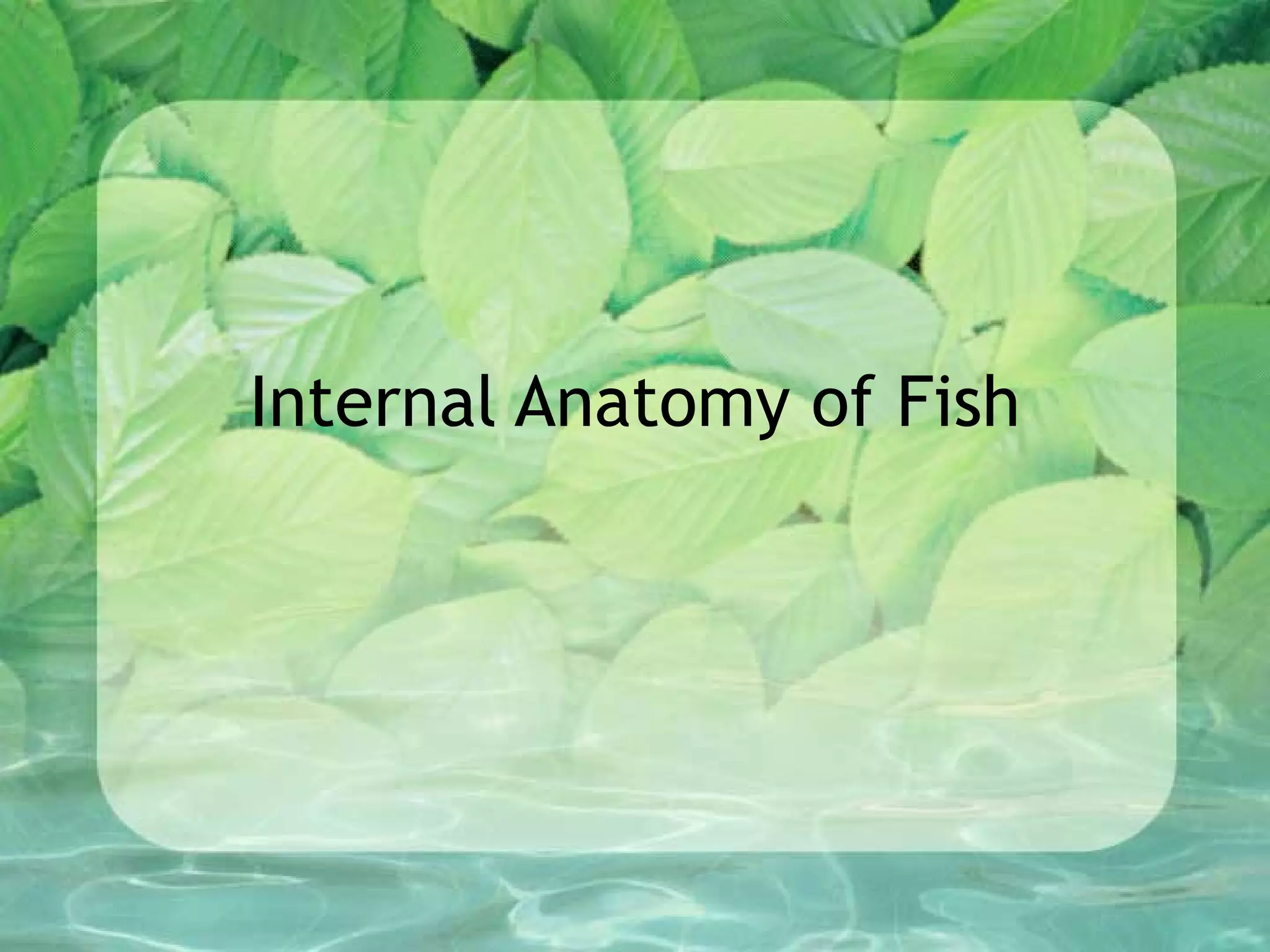 Internal anatomy of fish | PPT