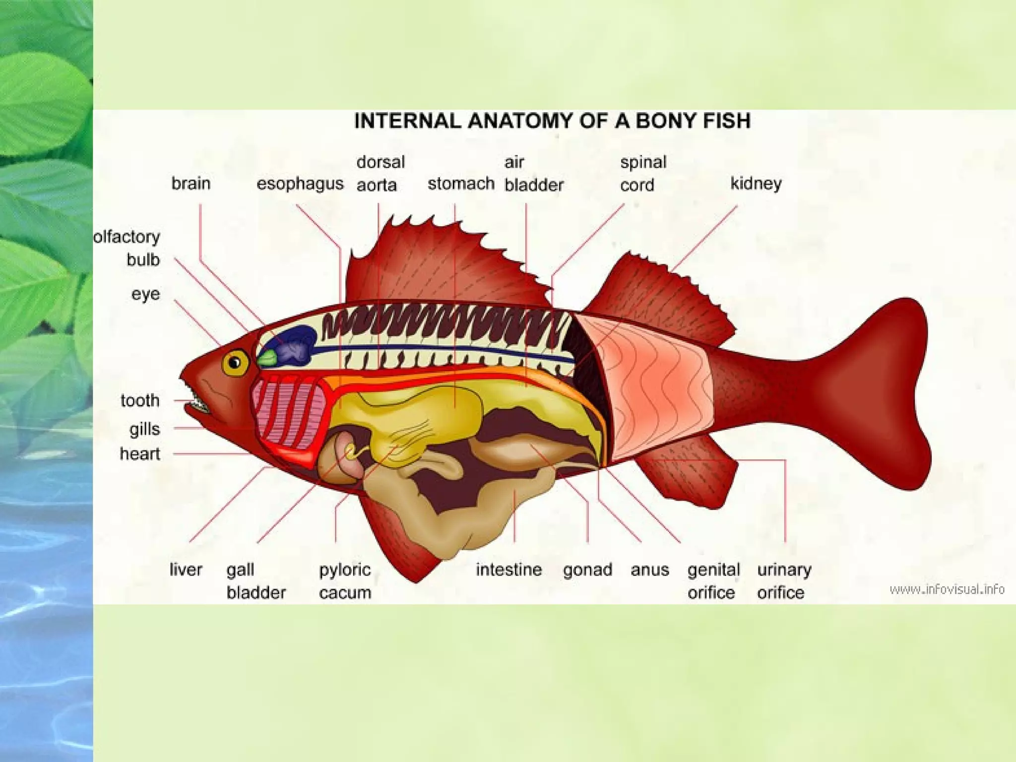 Internal anatomy of fish | PPT