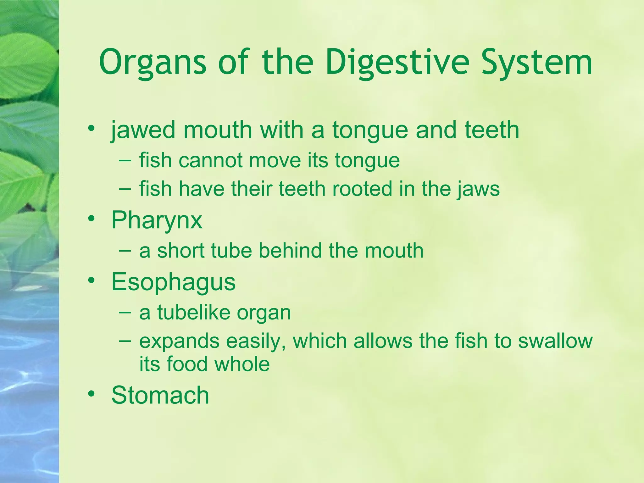 Internal anatomy of fish | PPT