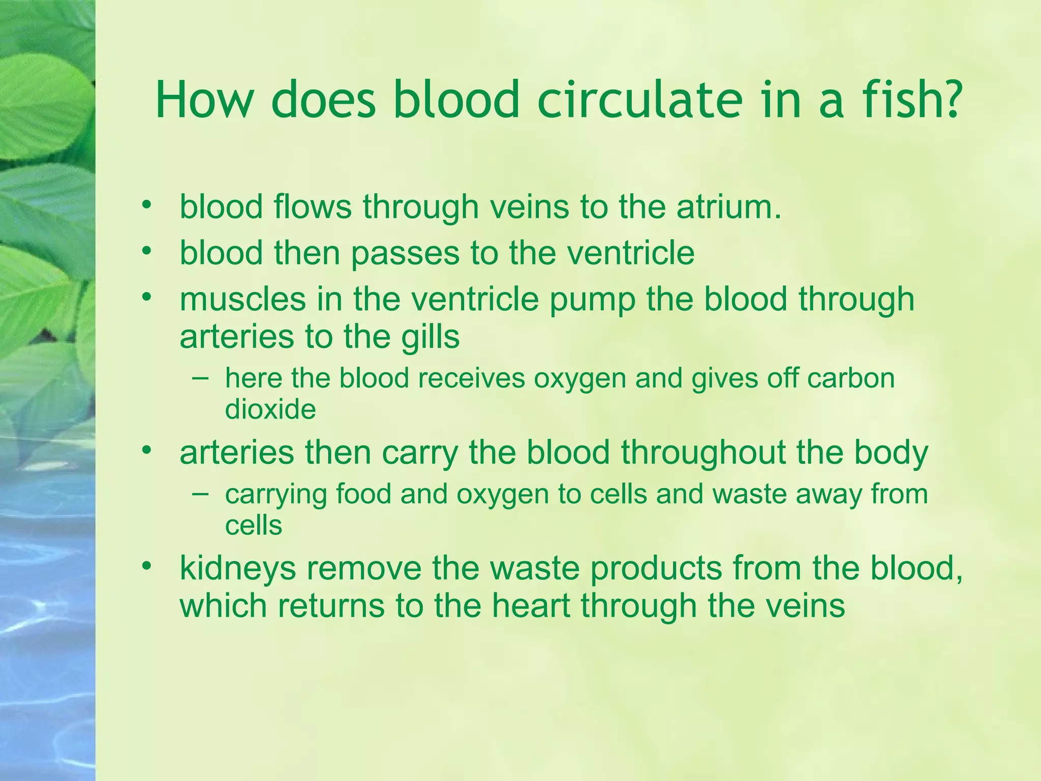 Internal anatomy of fish | PPT