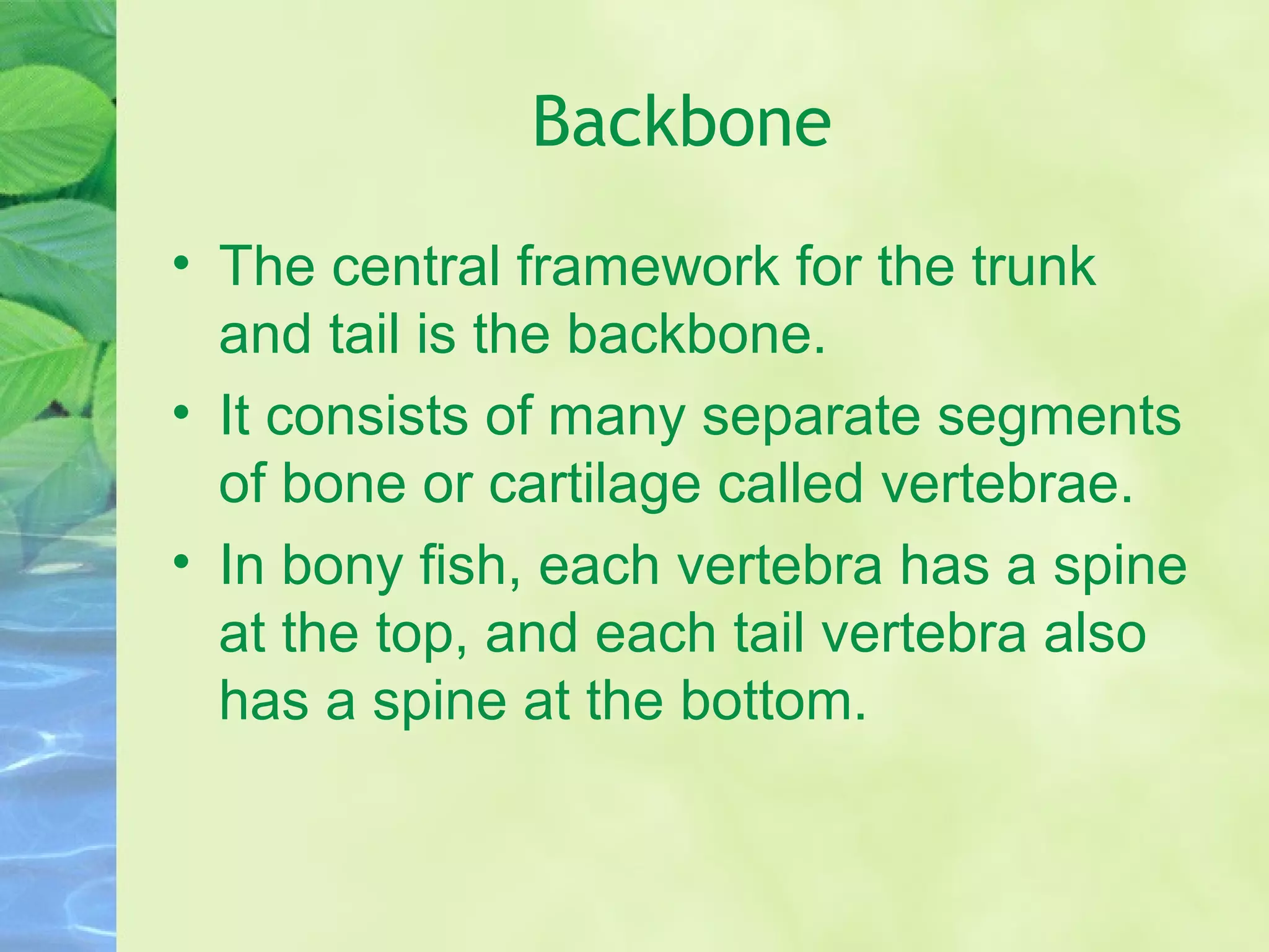 Internal anatomy of fish | PPT