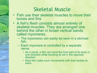 Internal anatomy of fish | PPT