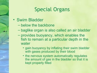 Internal anatomy of fish | PPT
