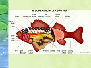Fish Reproductive System Diagram