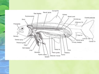 Bony Fish Internal Structure