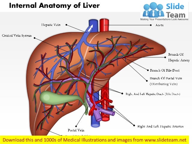 Internal anatomy of liver medical images for power point