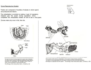 Internal anatomy of the honey bee | PDF