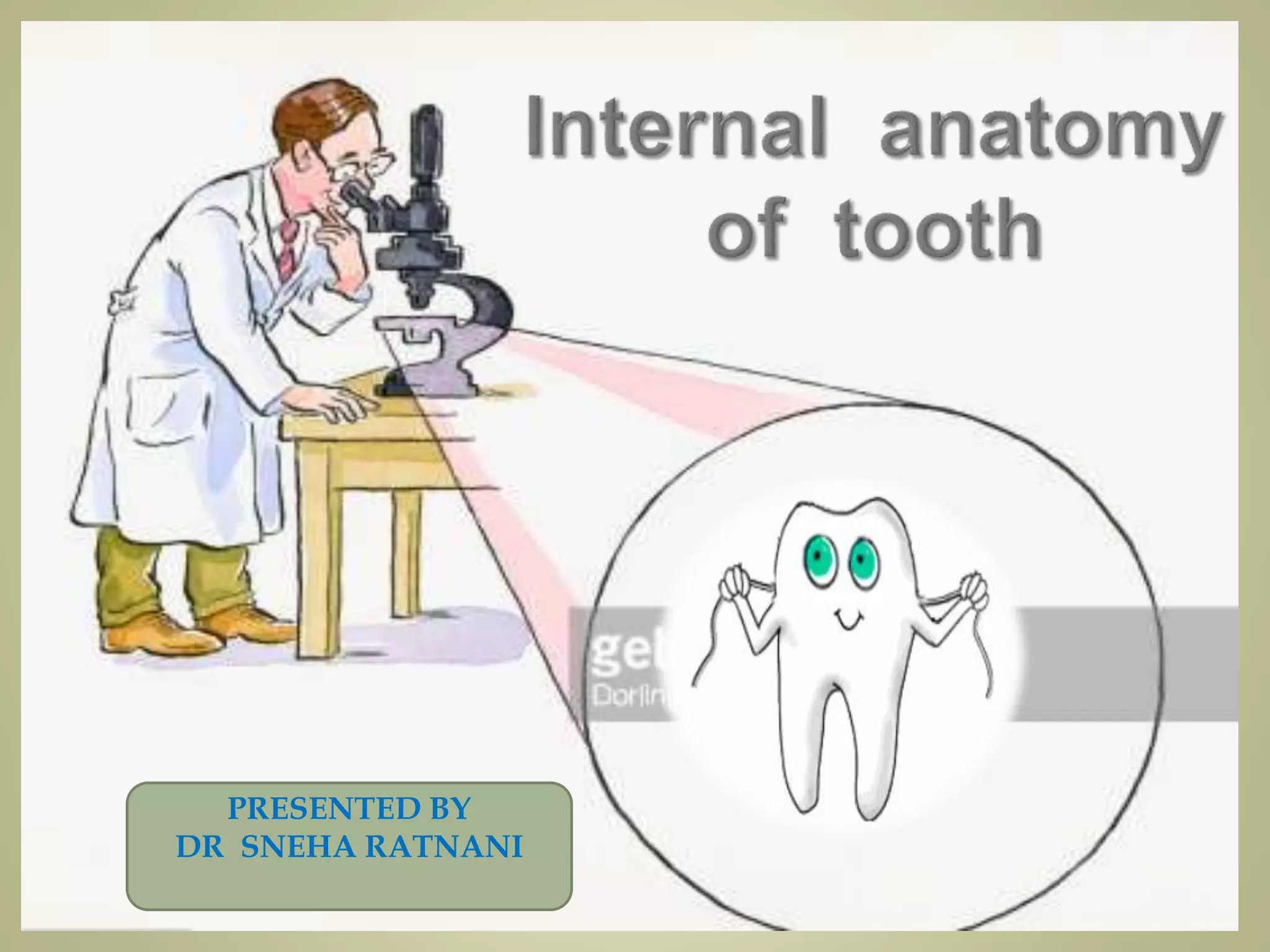 Internal anatomy of tooth | PPTX