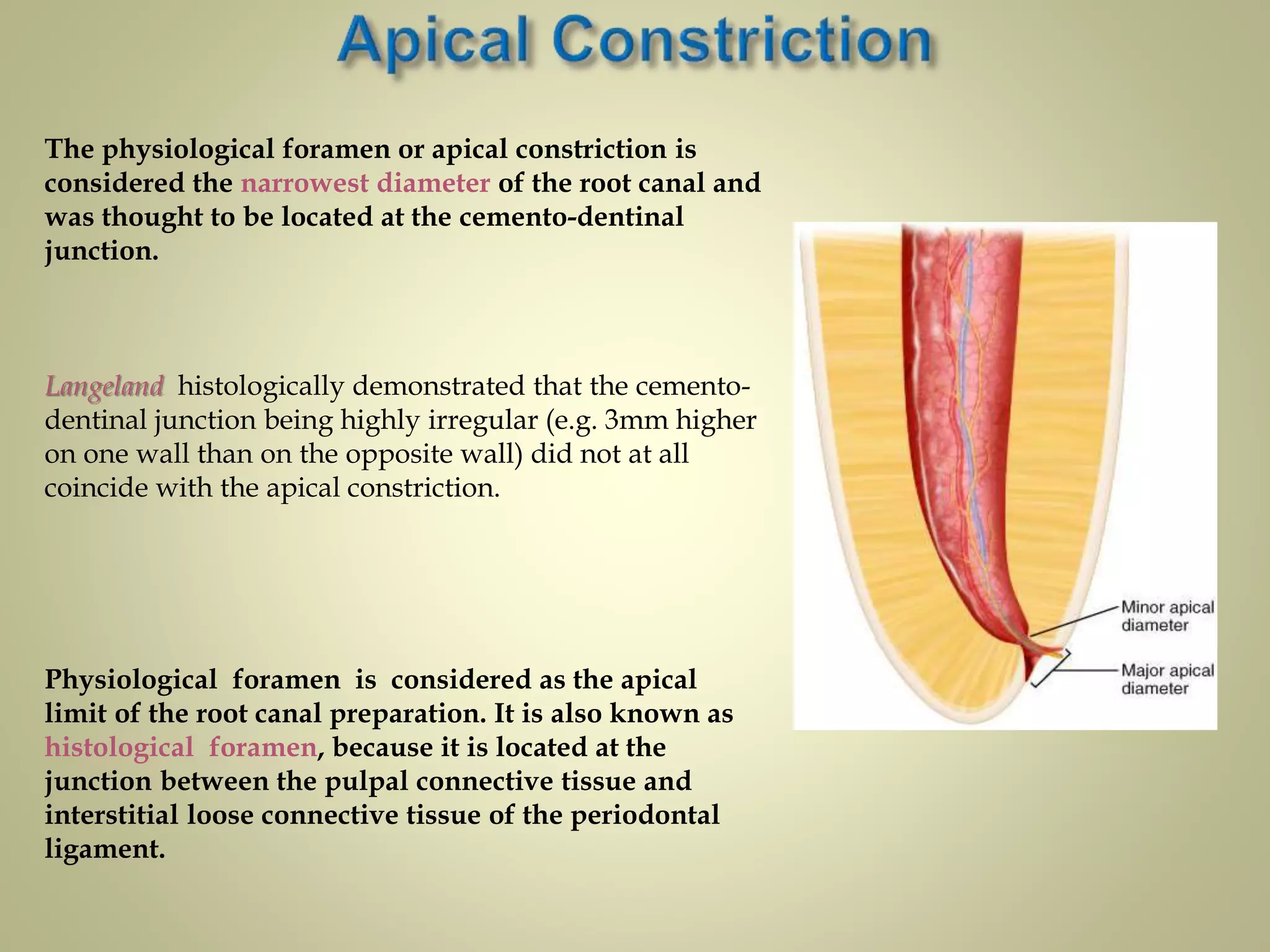 Internal anatomy of tooth | PPTX