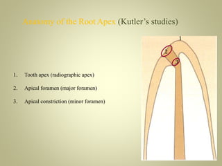 Internal anatomy of tooth | PPTX