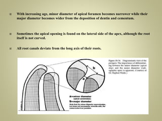 Internal anatomy of tooth | PPTX