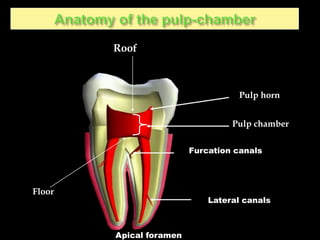 Internal anatomy of tooth | PPTX