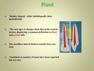 Internal anatomy of tooth | PPTX