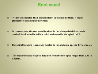 Internal anatomy of tooth | PPTX