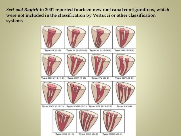 Internal anatomy of tooth