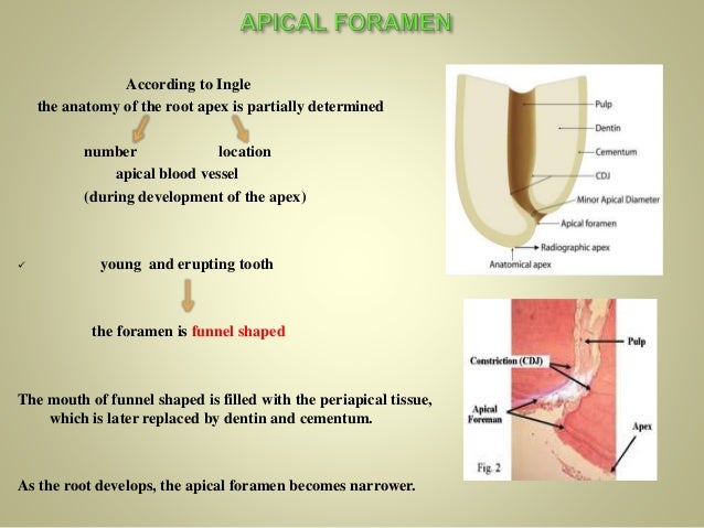Internal anatomy of tooth