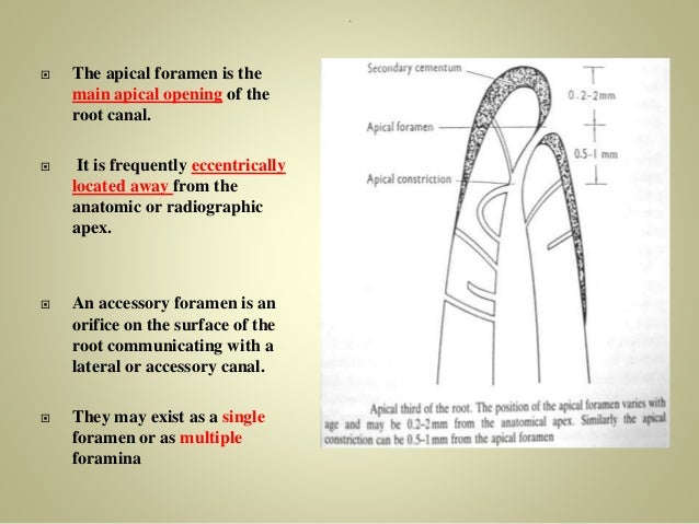 Internal anatomy of tooth