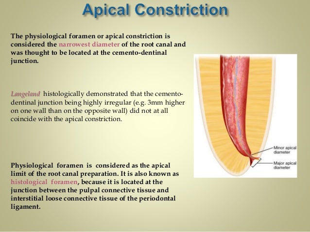 Internal anatomy of tooth