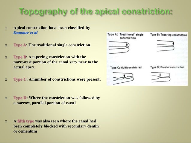 Internal anatomy of tooth