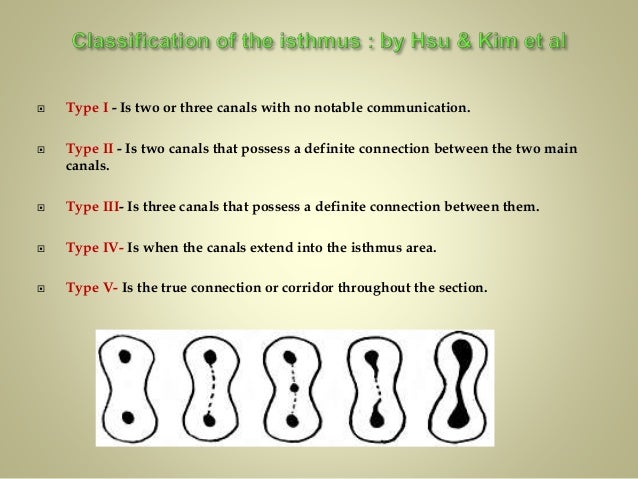 Internal anatomy of tooth