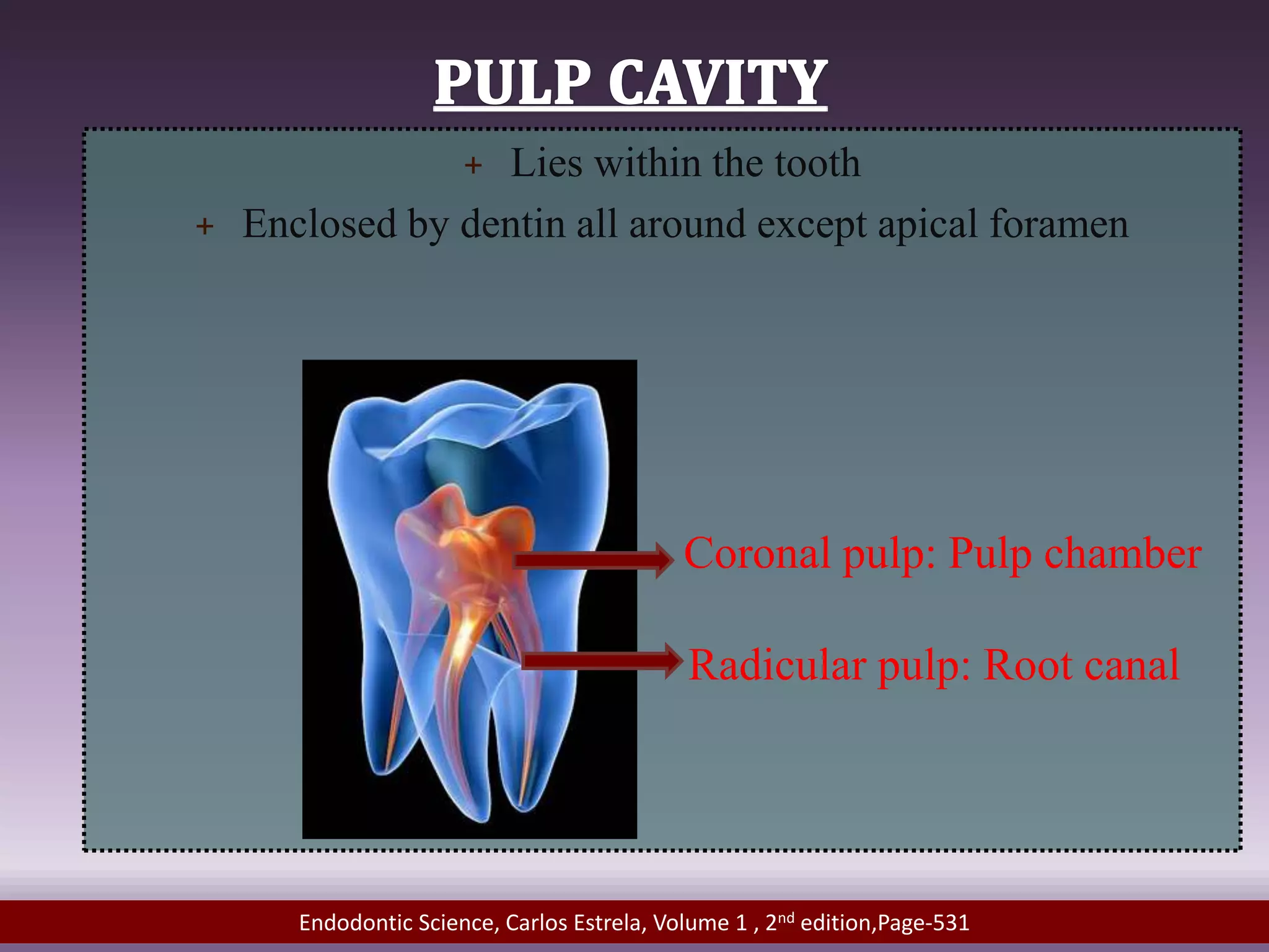 Internal anatomy of pulp space | PPT | Dental Health | Diseases and ...