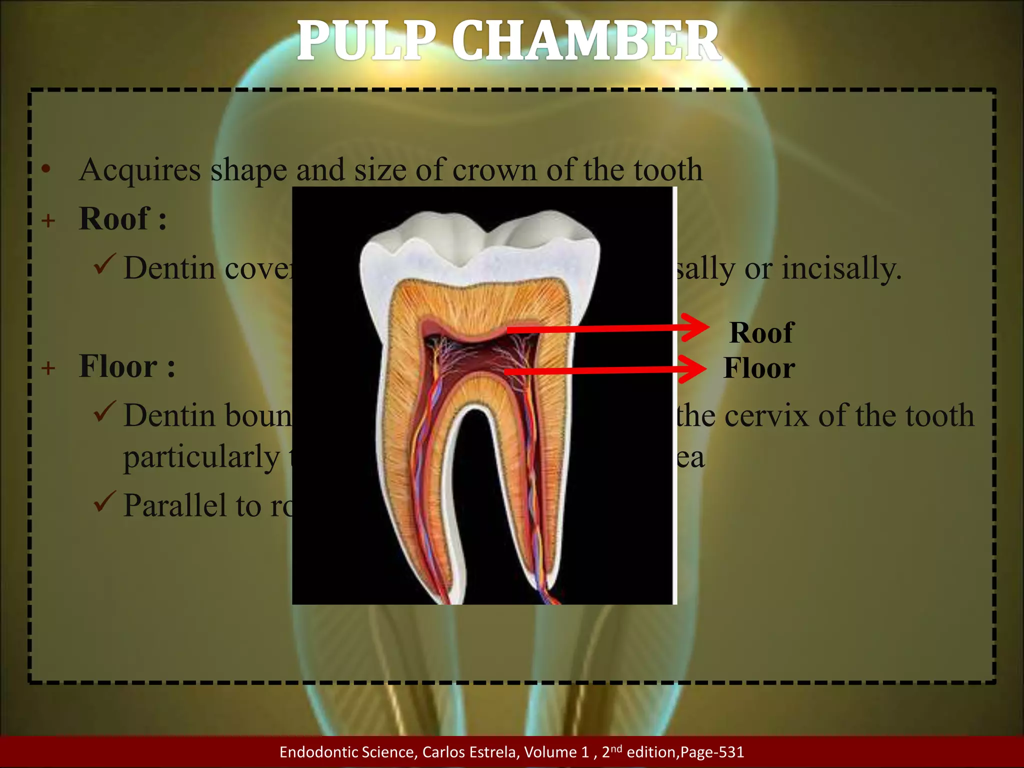 Internal anatomy of pulp space | PPT