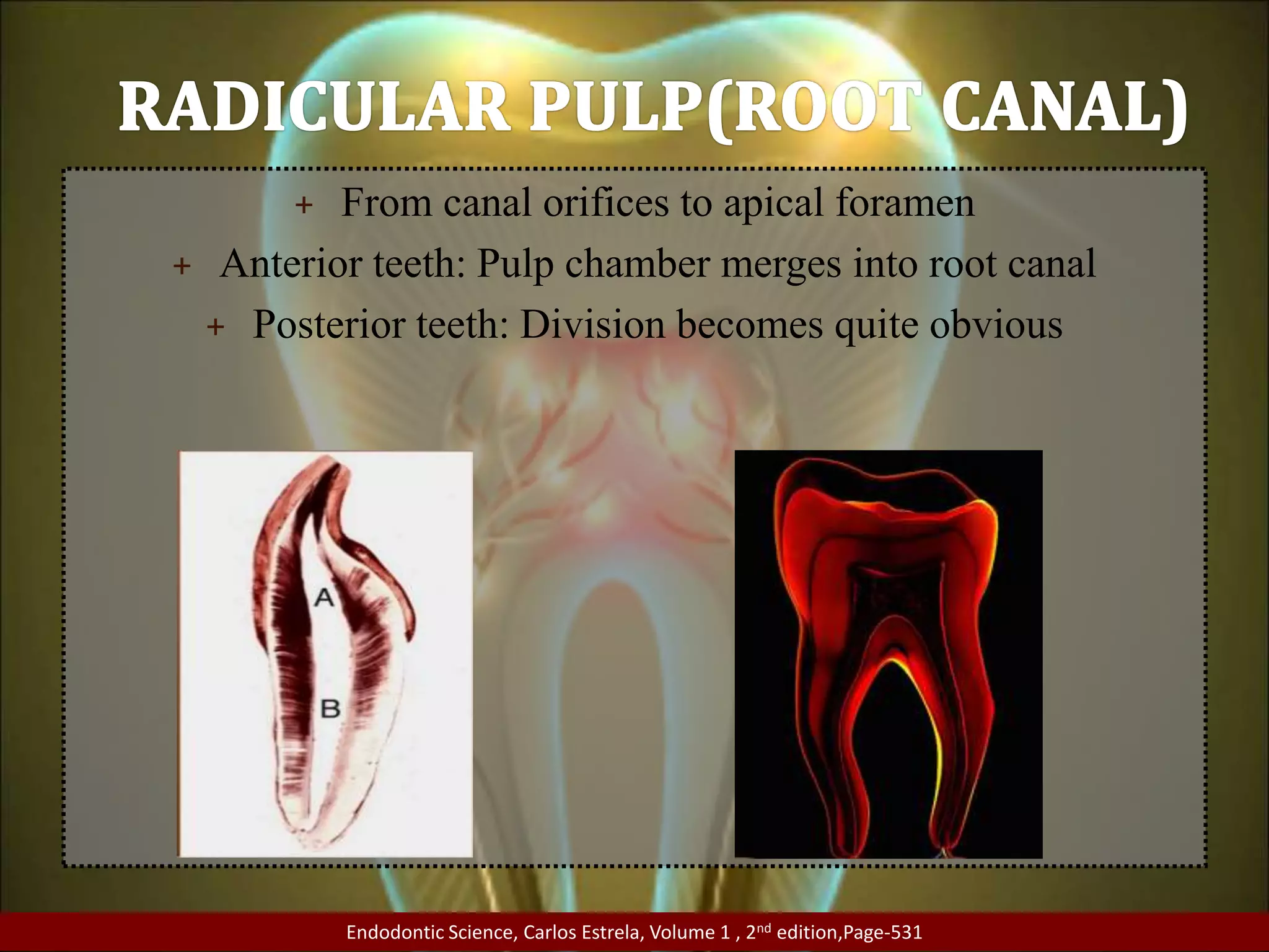 Internal anatomy of pulp space | PPT | Dental Health | Diseases and ...