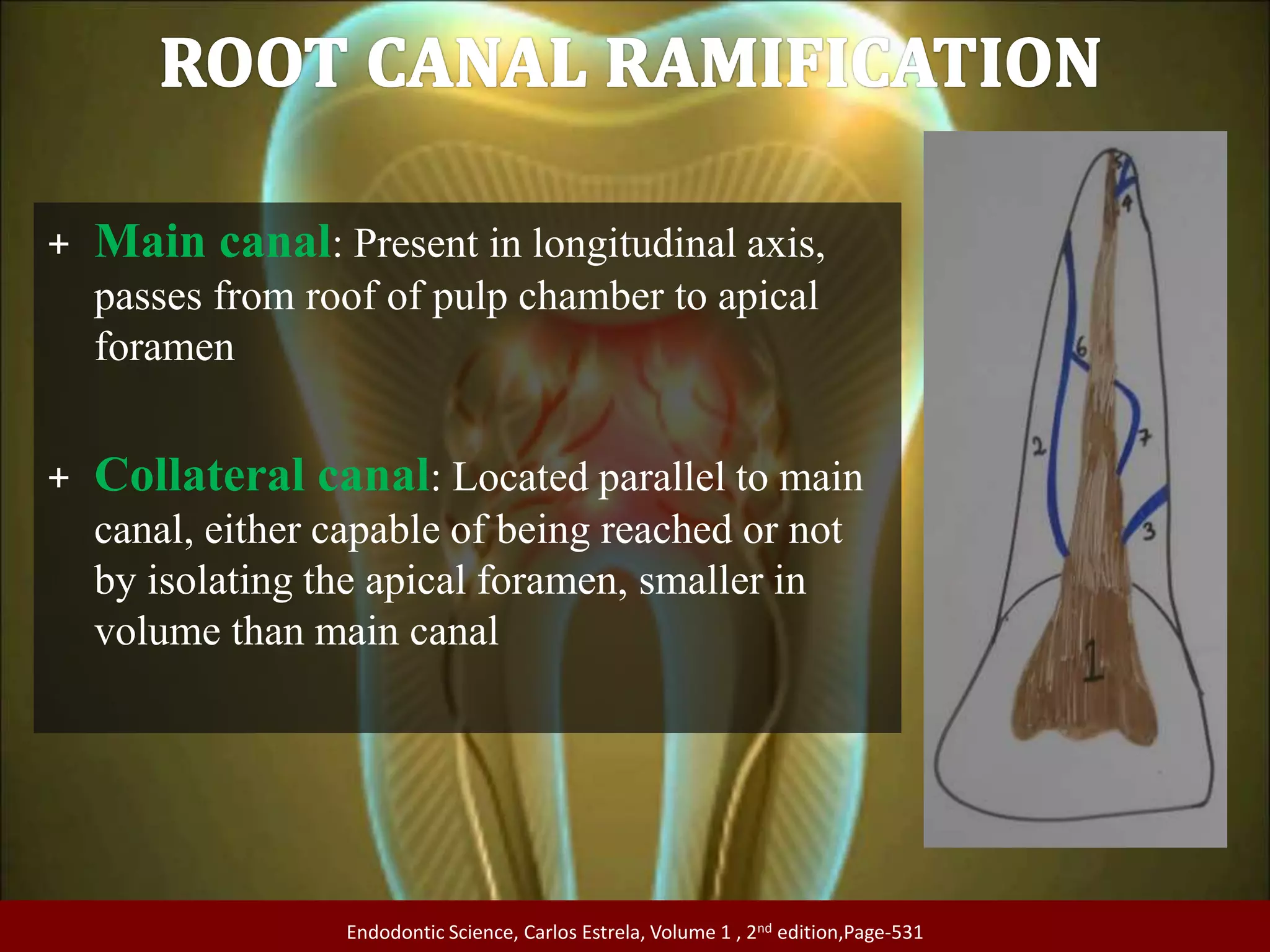Internal anatomy of pulp space | PPT | Dental Health | Diseases and ...
