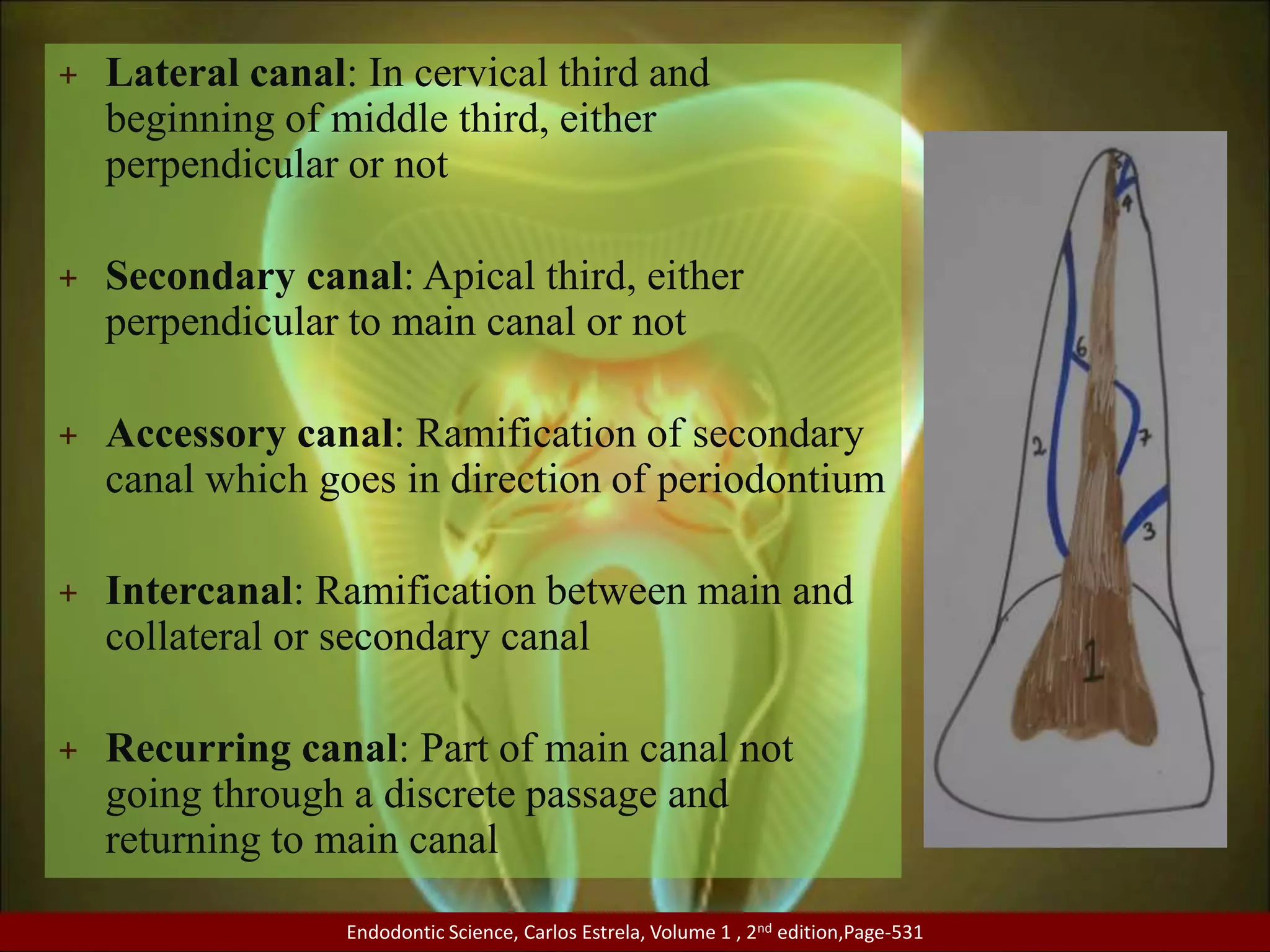 Internal anatomy of pulp space | PPT