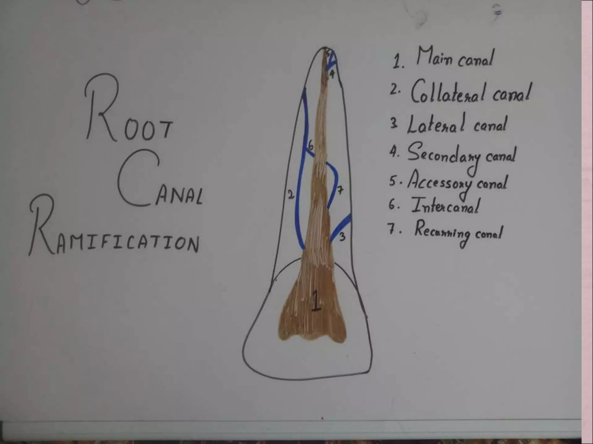 Internal anatomy of pulp space | PPT | Dental Health | Diseases and ...