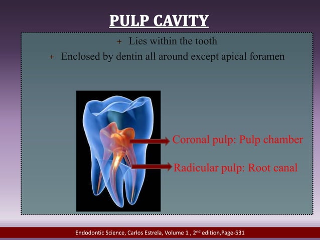 Internal anatomy of pulp space | PPT | Dental Health | Diseases and ...