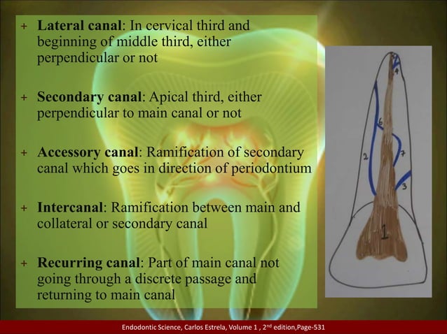 Internal anatomy of pulp space | PPT | Dental Health | Diseases and ...