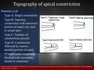 Internal anatomy of pulp space | PPT