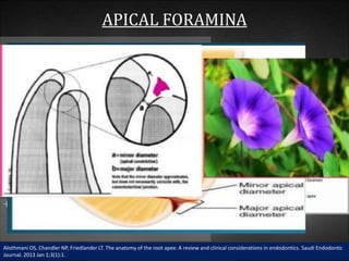 Internal anatomy of pulp space | PPT