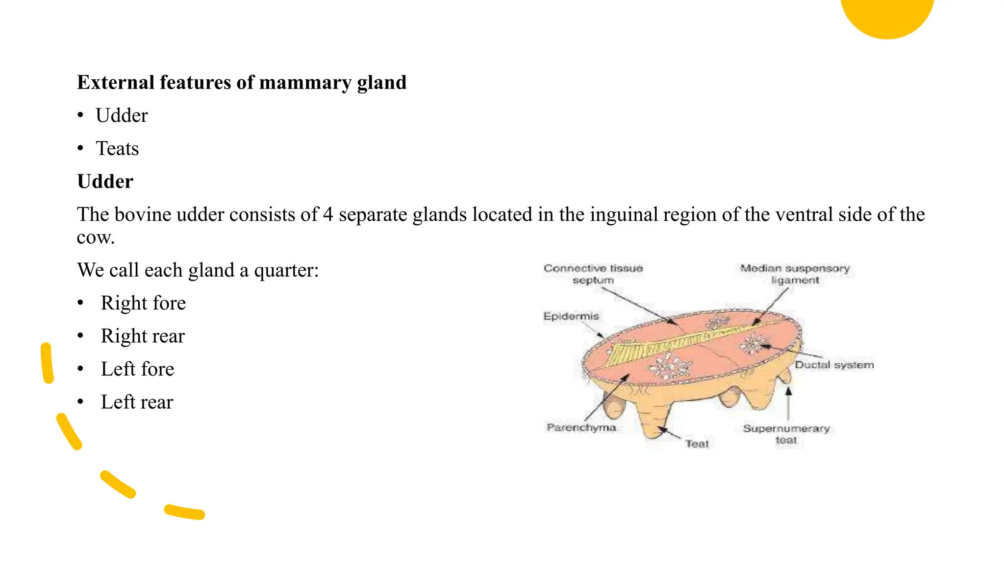 Internal and External features of mammary gland.pptx