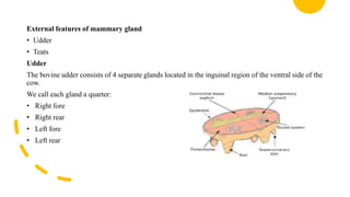 Internal and External features of mammary gland.pptx