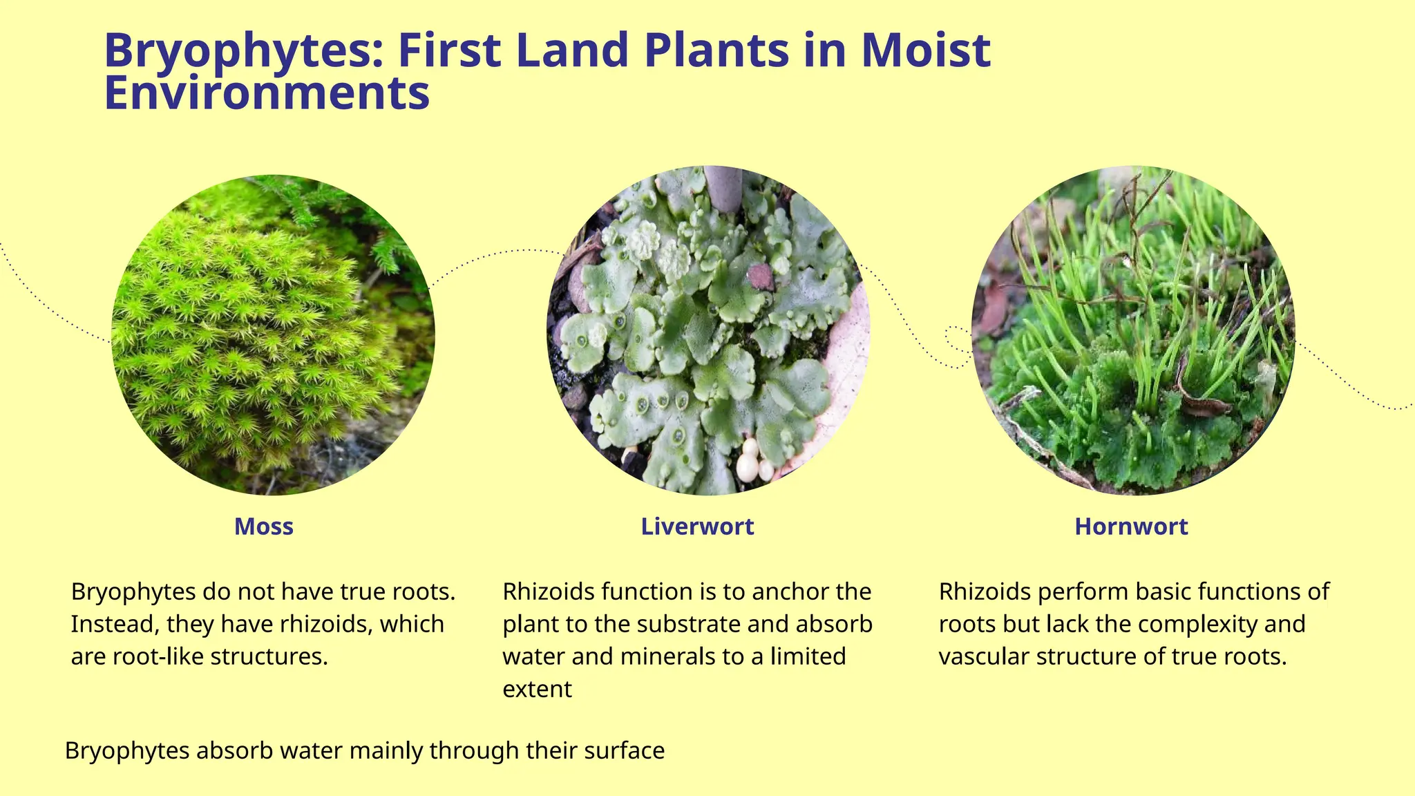 _Internal and external Root structure .pptx